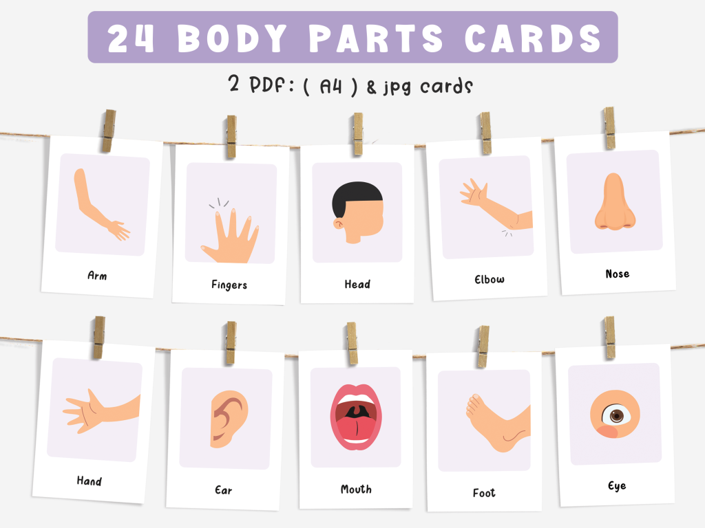 24 Body Parts Cards, Montessori flashcards, Educational Printable Cards
